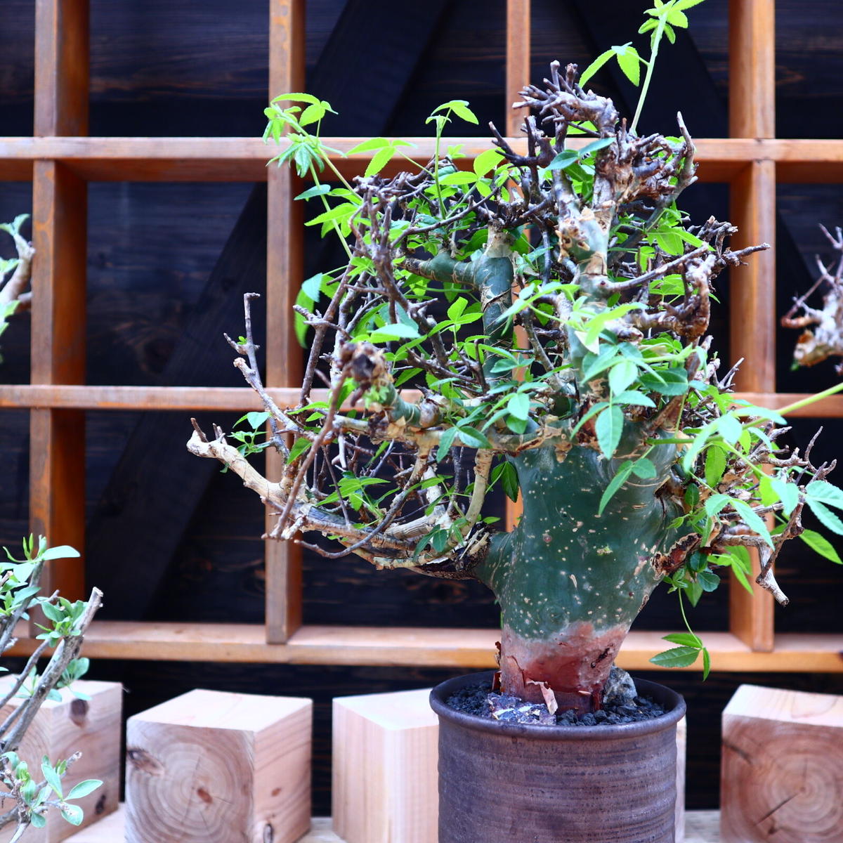 コミフォラ エミニー ／Commiphora eminii no.60644 | 芽の巣山