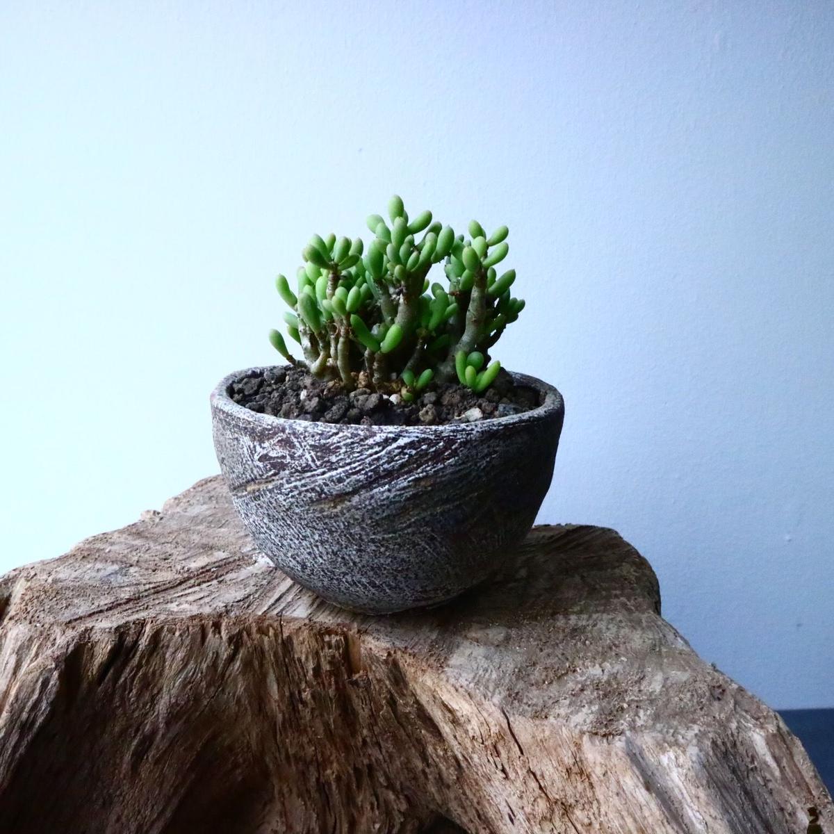 チレコドン スカエフェリアヌス Tylecodon schaeferanus No...