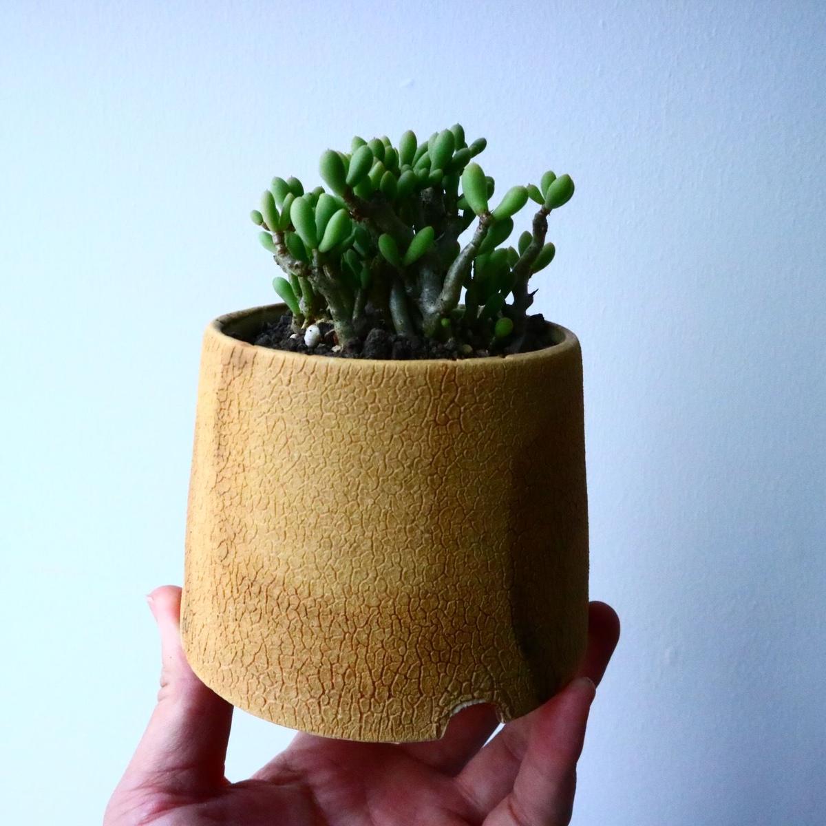 チレコドン スカエフェリアヌス Tylecodon schaeferanus No...