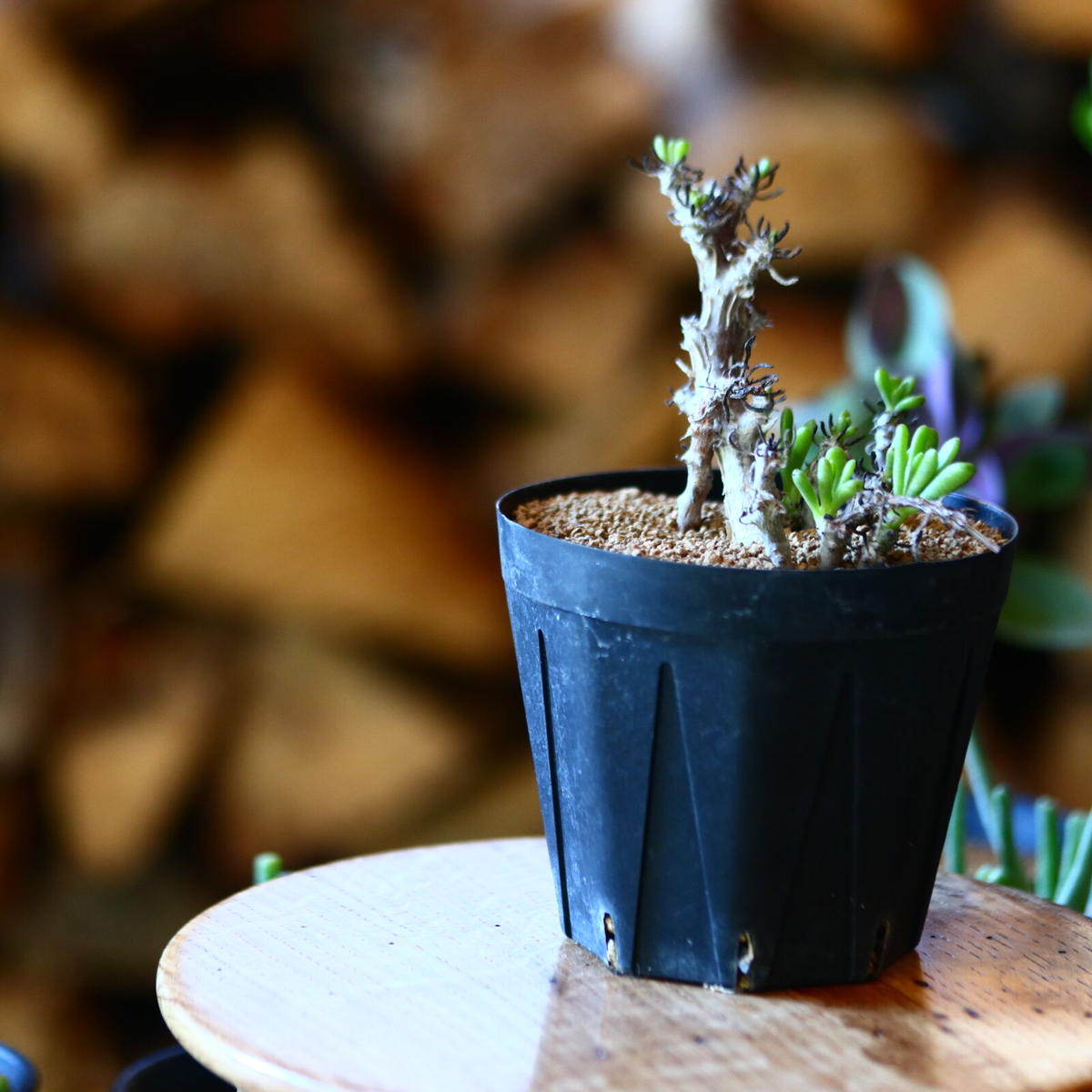 チレコドン ストリアツス tylecodon striatus no.1115...