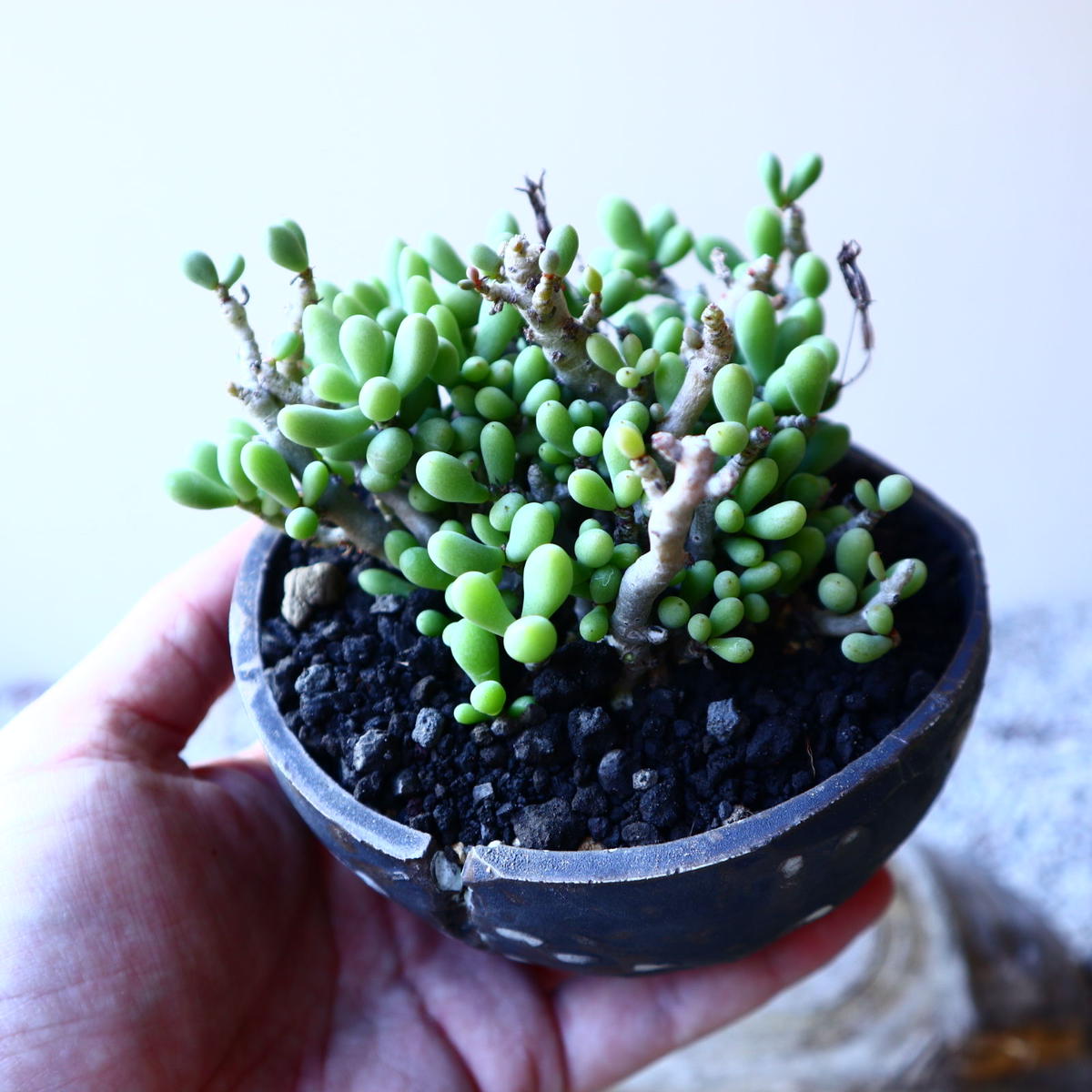 チレコドン スカエフェリアヌス Tylecodon schaeferanus ...