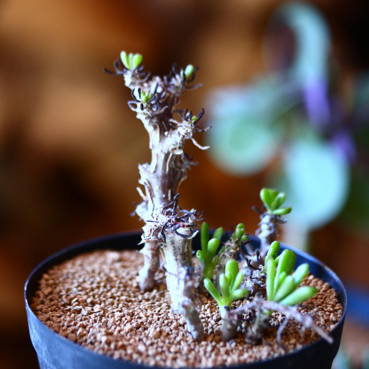 チレコドン ストリアツス tylecodon striatus no.1115...