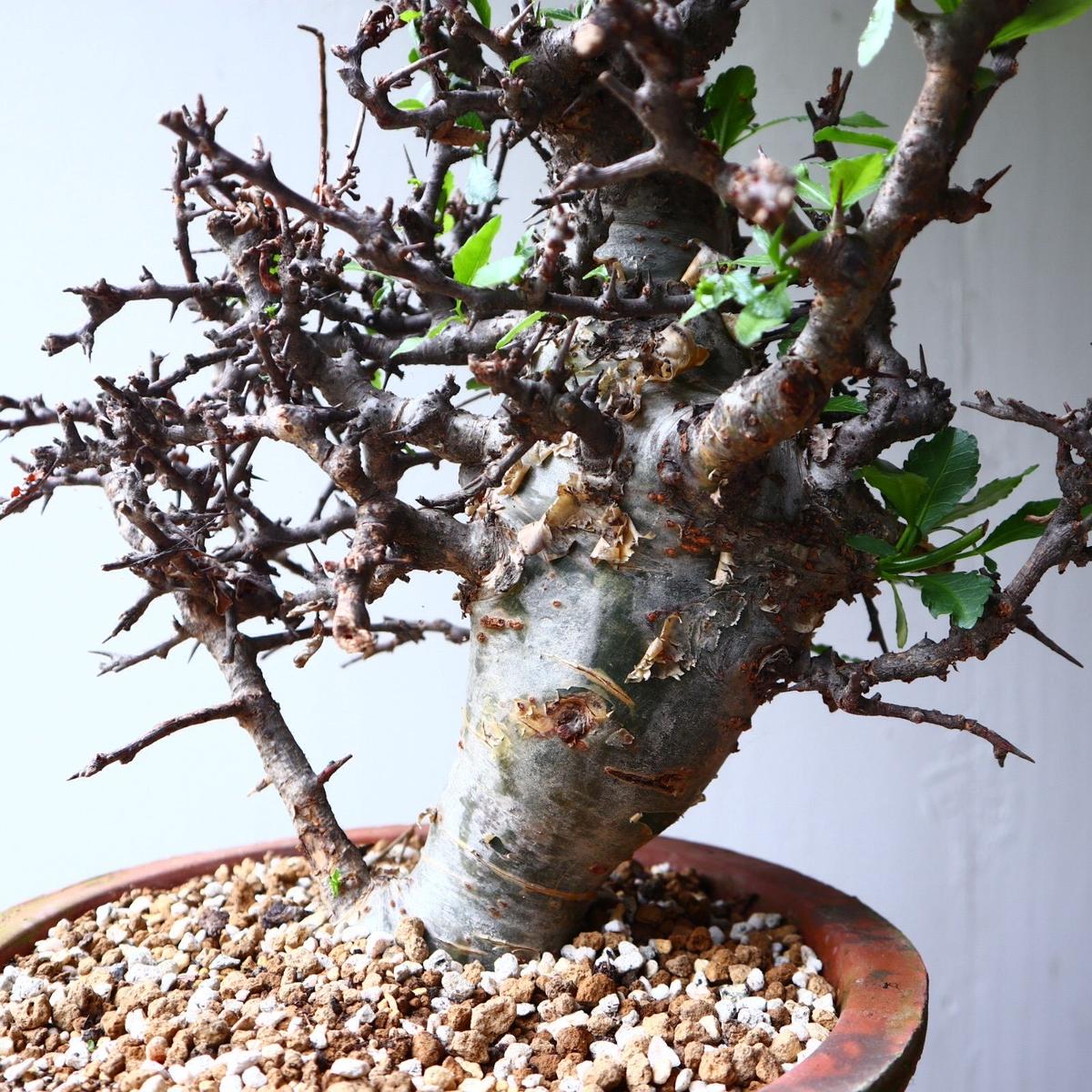 コミフォラ エミニー Commiphora eminii no.72125 | 芽の巣山