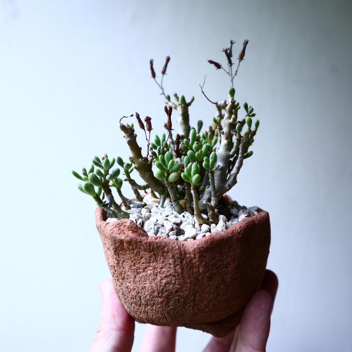 チレコドン スカエフェリアヌス Tylecodon schaeferanus n...