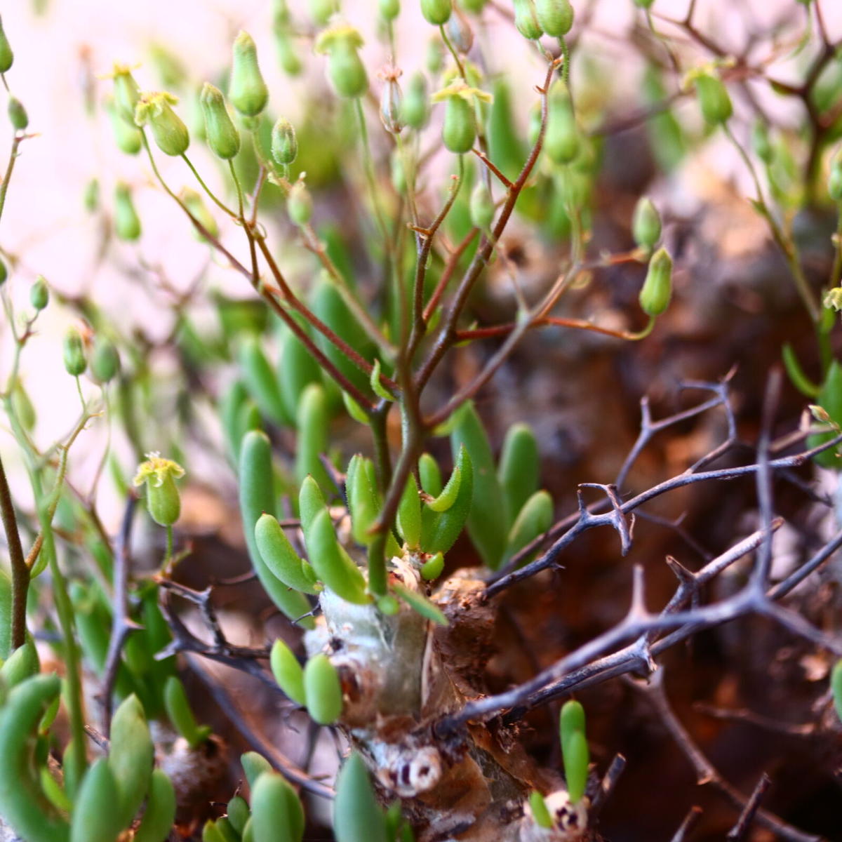 チレコドン レスキュラーツ 万物想 / Tylecodon reticulate no...