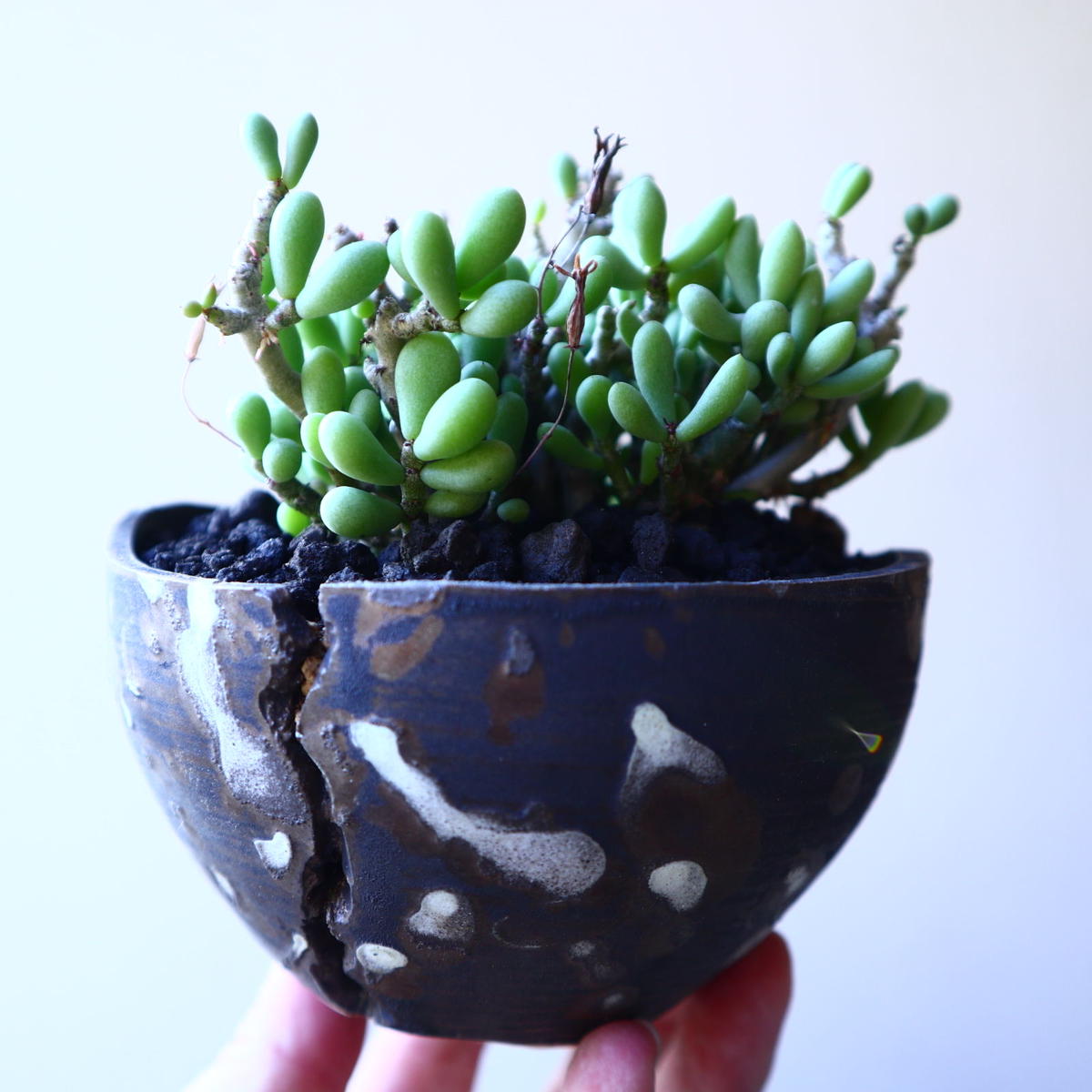 チレコドン スカエフェリアヌス Tylecodon schaeferanus ...