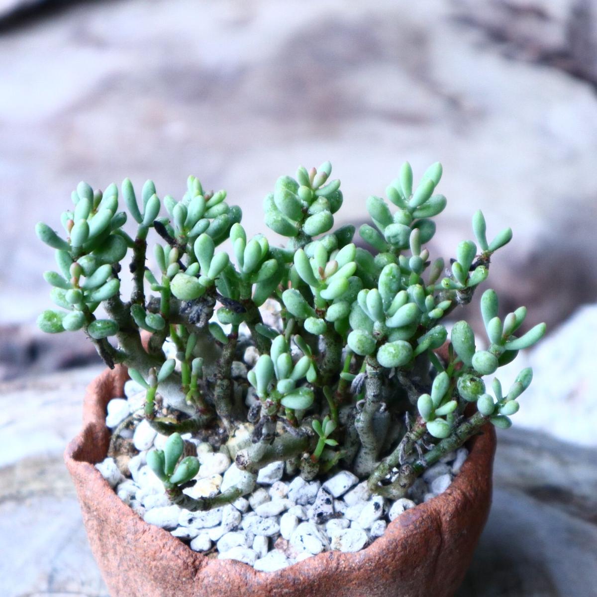 チレコドン スカエフェリアヌス Tylecodon schaeferanus n...