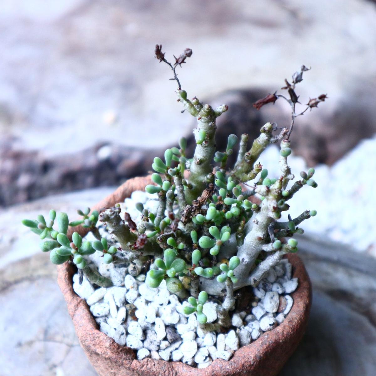 チレコドン スカエフェリアヌス Tylecodon schaeferanus n...