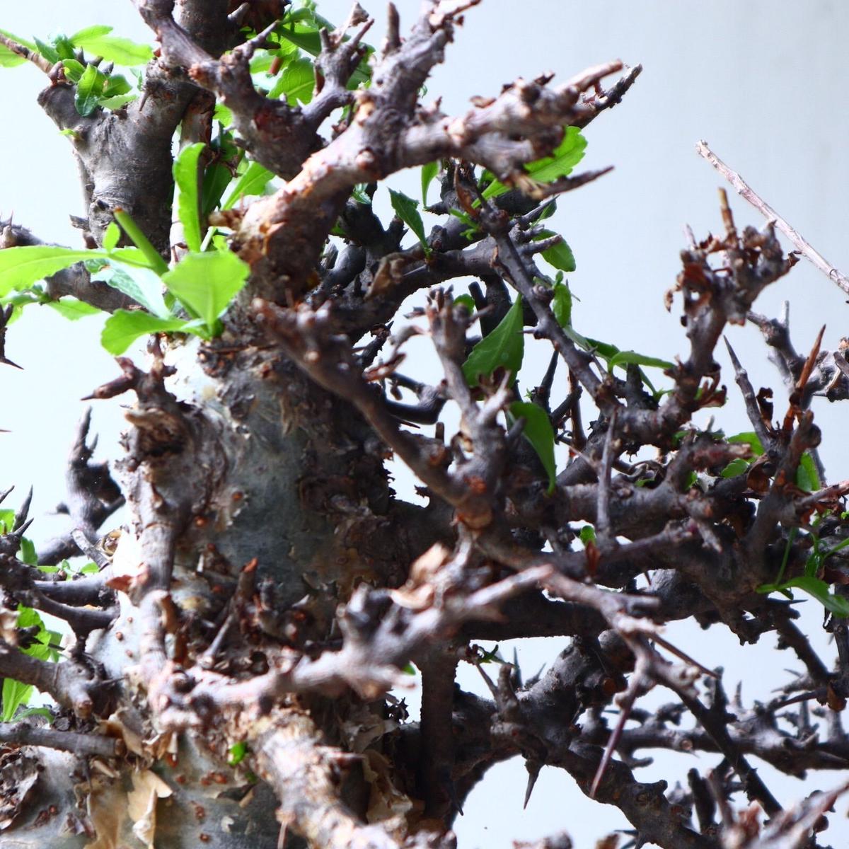 コミフォラ エミニー Commiphora eminii no.72125 | 芽の巣山