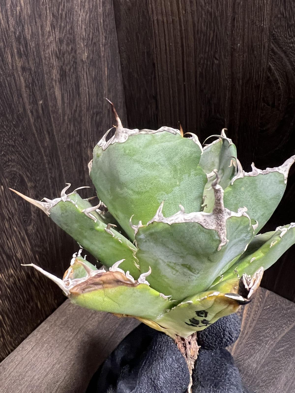 Agave titanota 白鯨(White whale) 022 | mirageplants