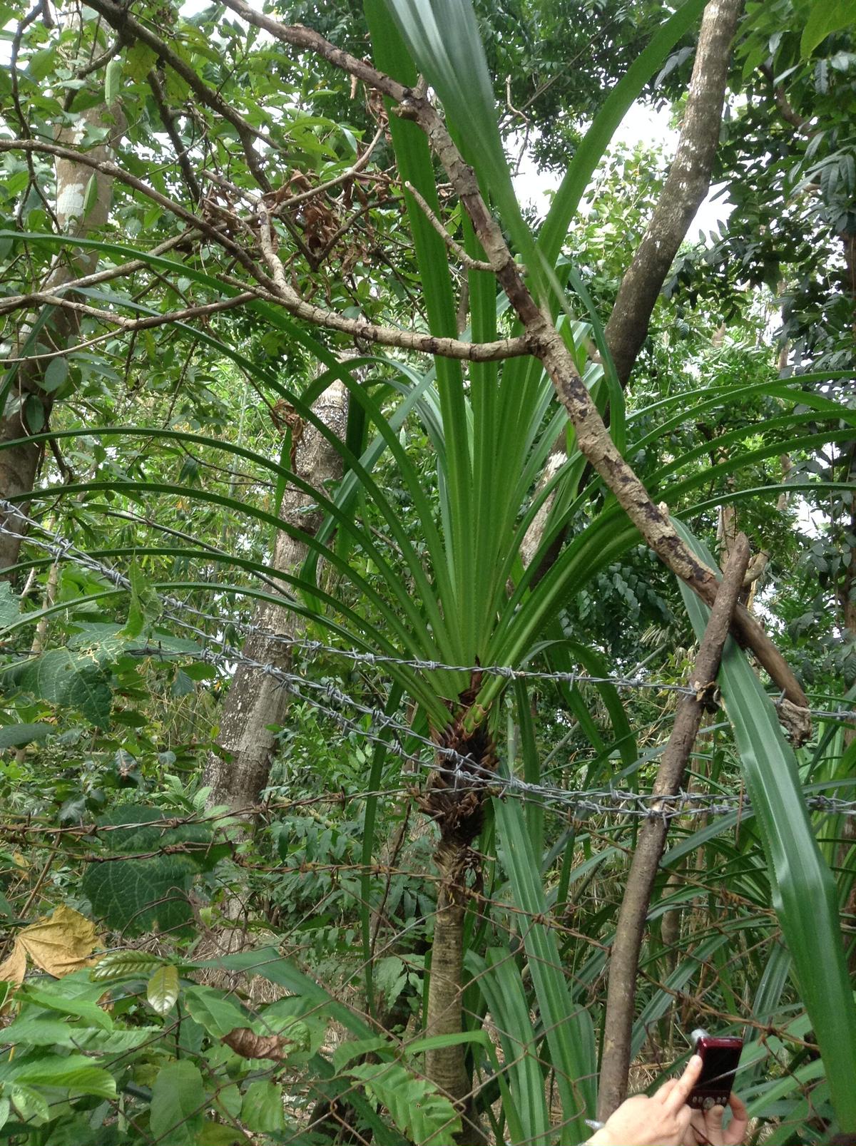 バリュウリーフのマーケットバッグ Bariw Leaves | パクパクナティン フェアトレー...