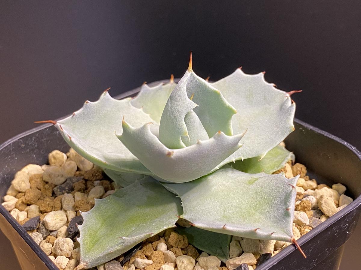 アガベ・白銀甲蟹｜（芽）-001｜ agave isthmensis | Plus_Plant...