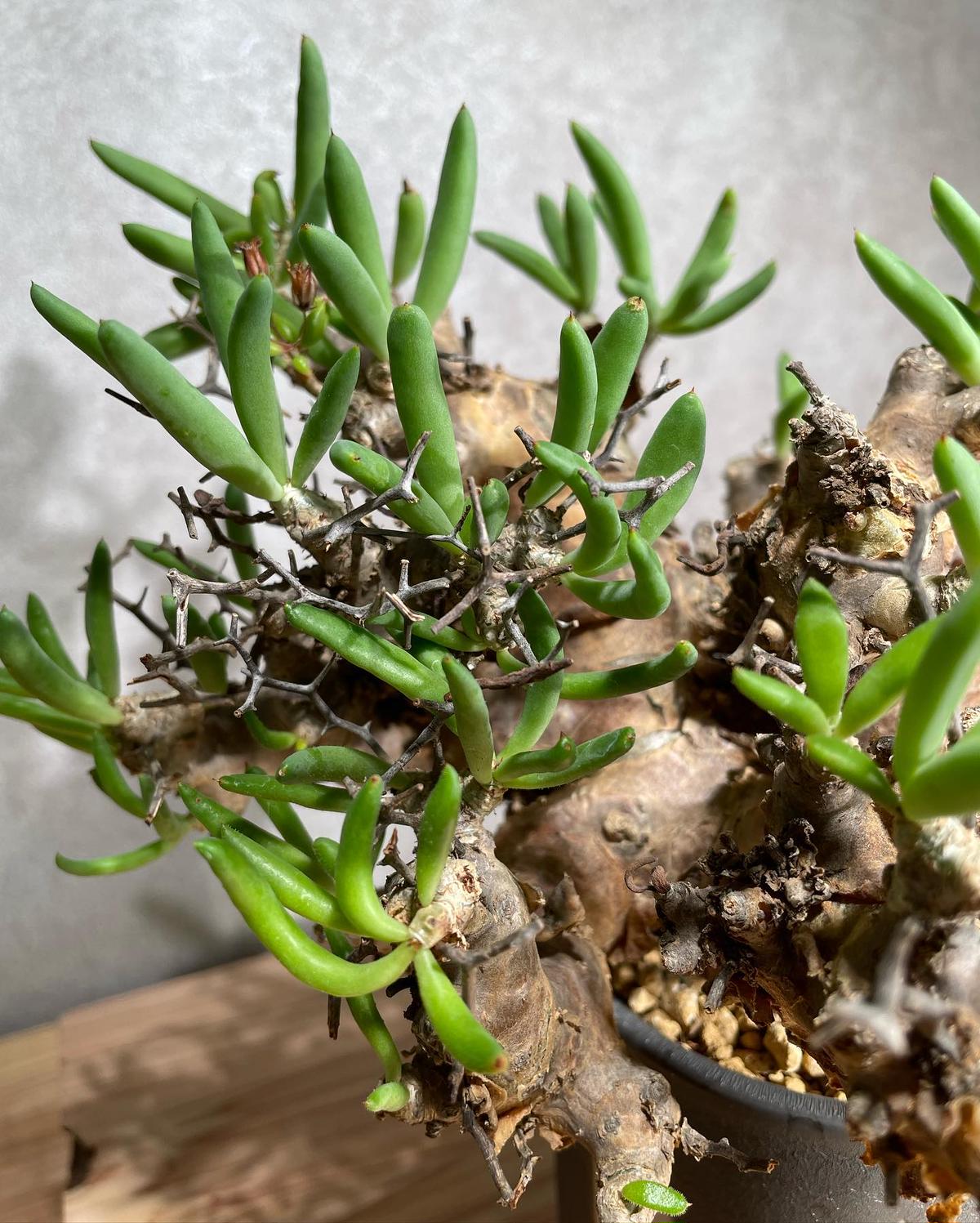 チレコドン レティキュラータス Tylecodon reticulatus 万物想 発根済 ...