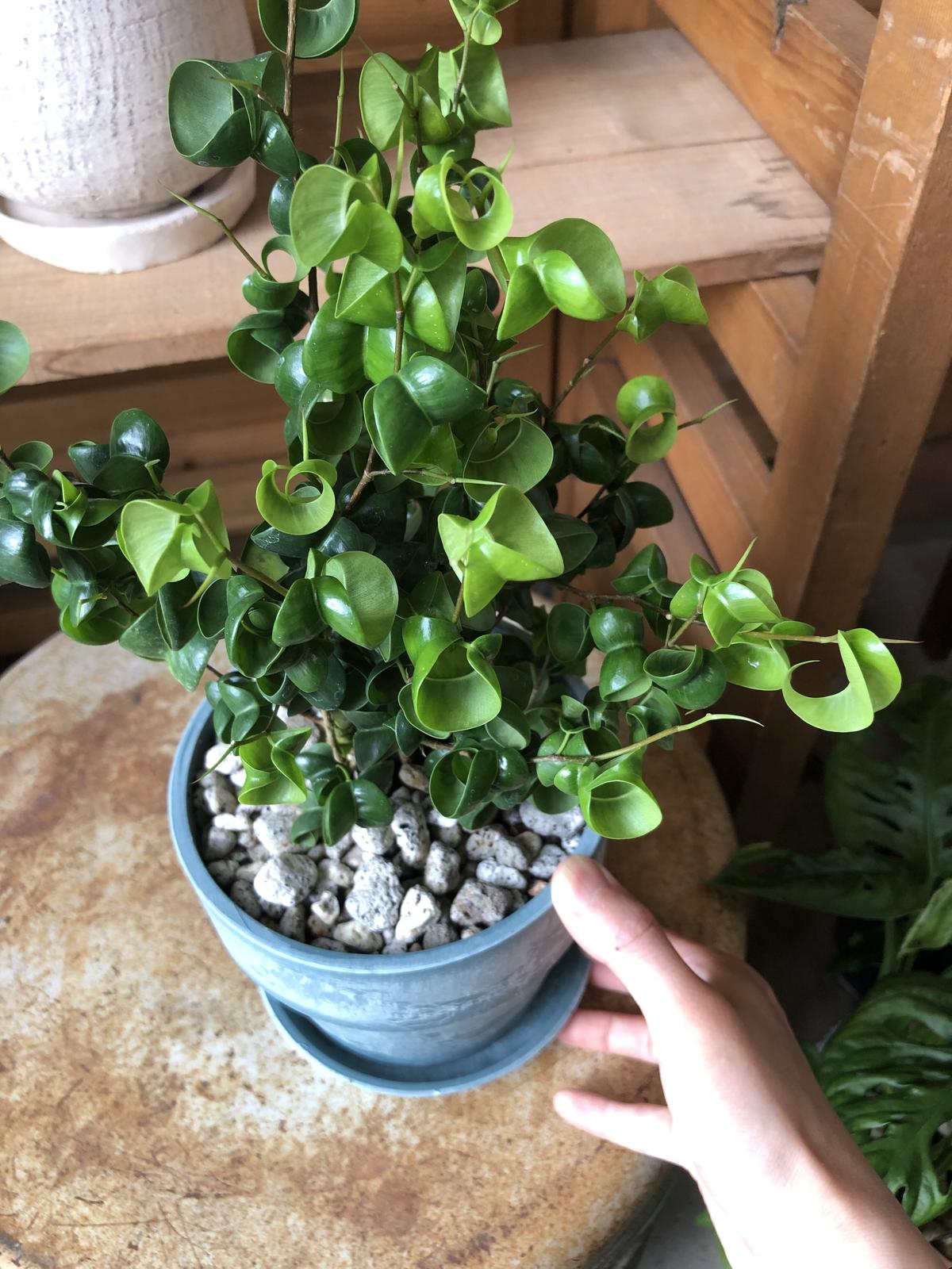 Ficus benjamina cv. barok ベンジャミンバロック | ¨MONKEY...