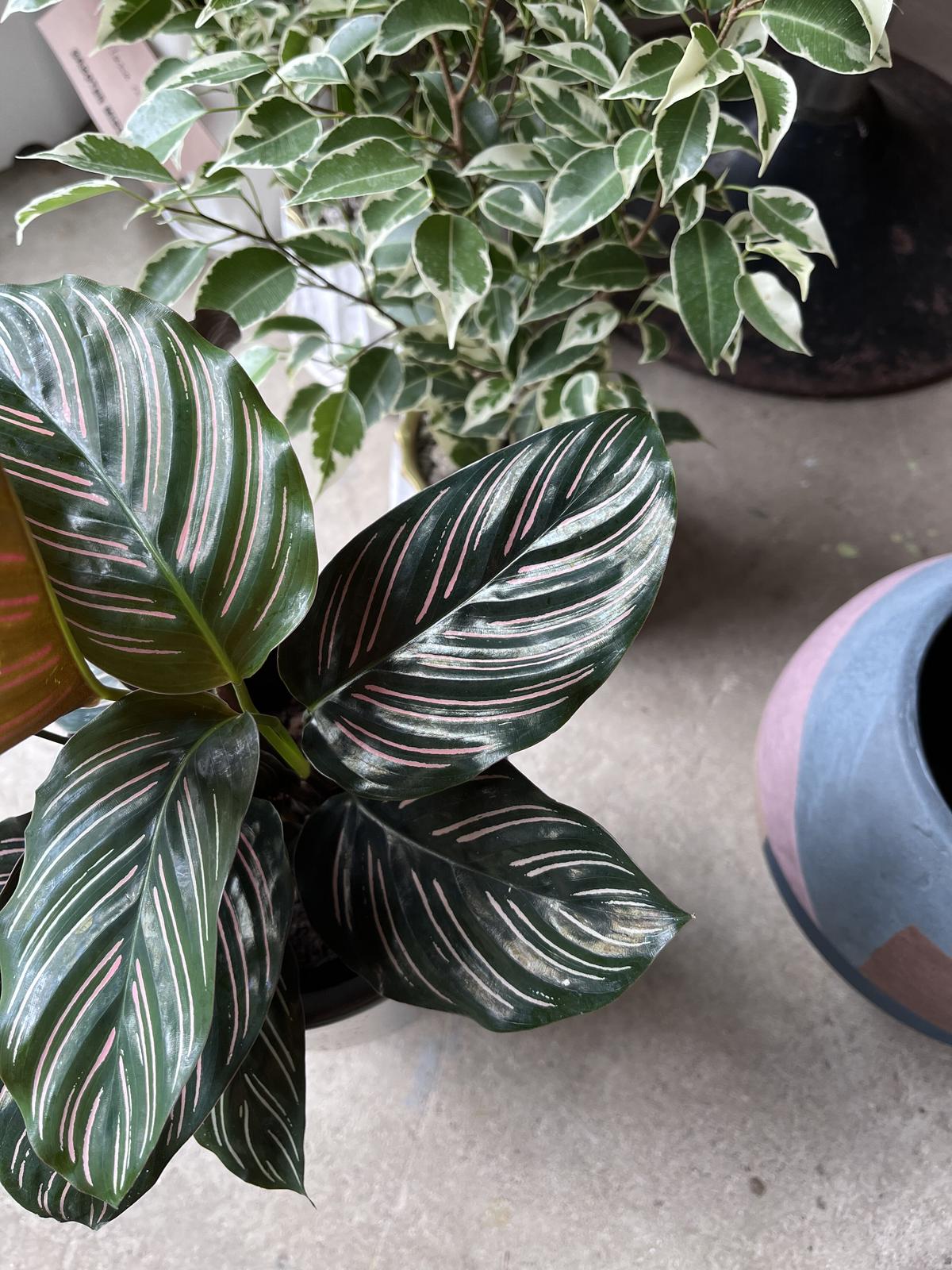 Calathea ornata ' Sanderiana ' カラテア オルナータ サンデ...