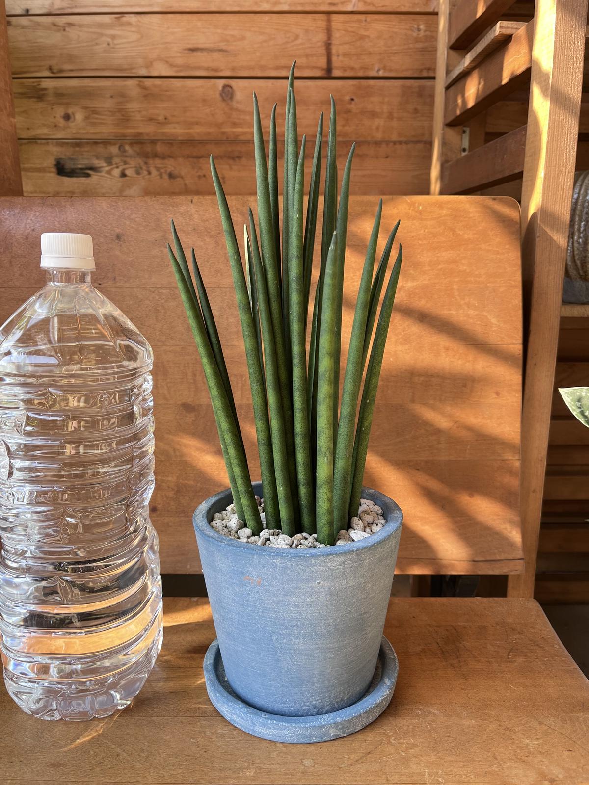 Sansevieria bacularis サンスベリア バキュラリス | ¨MONKEY ...