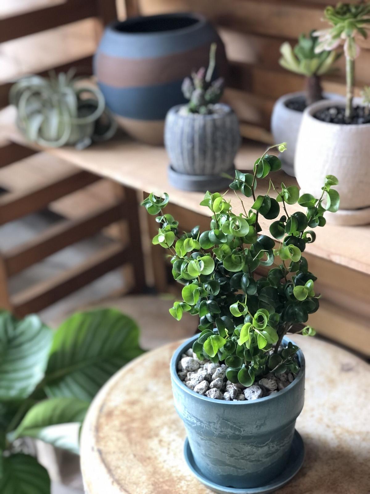Ficus benjamina cv. barok ベンジャミンバロック | ¨MONKEY...