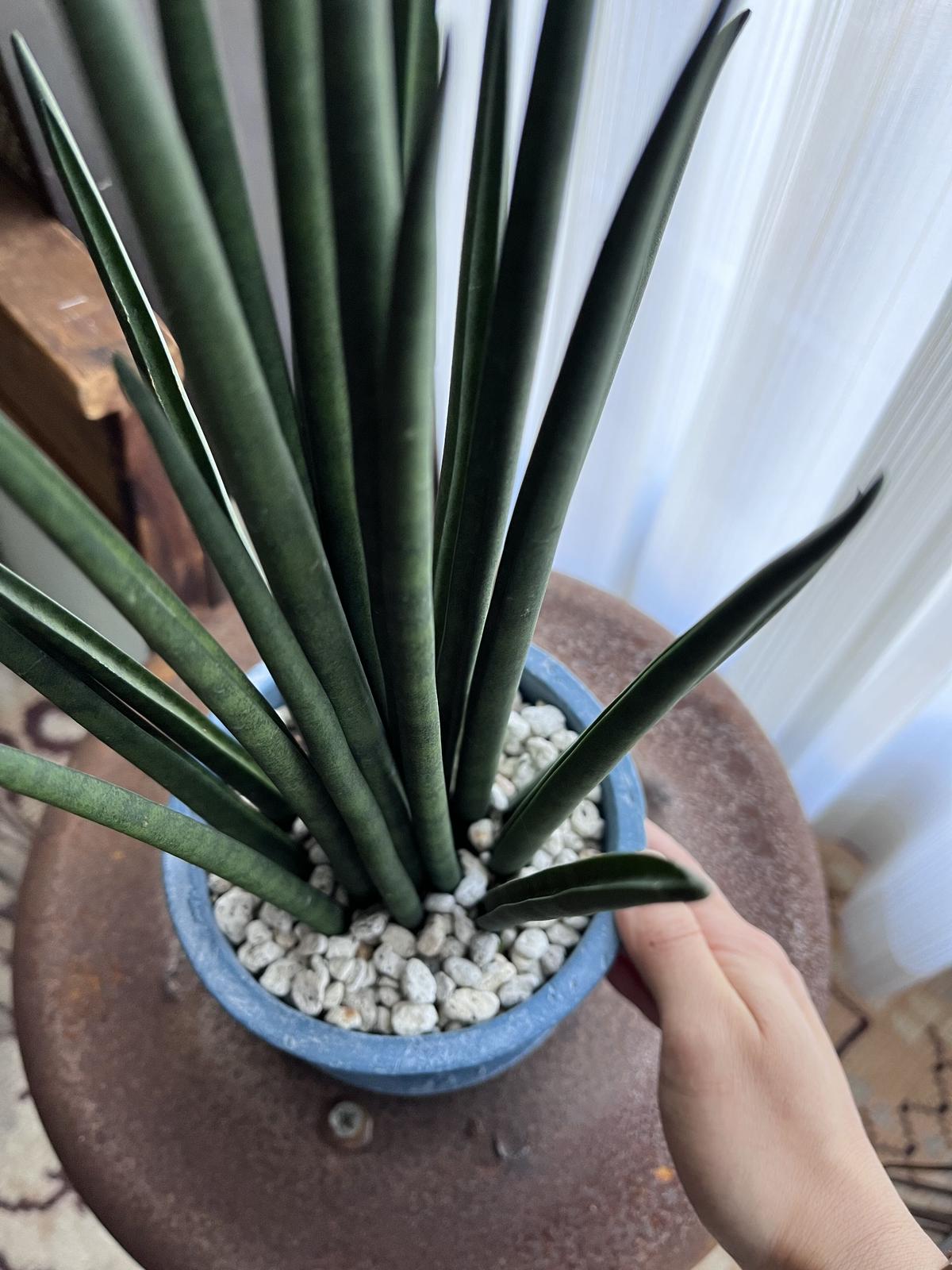Sansevieria bacularis サンスベリア バキュラリス | ¨MONKEY ...