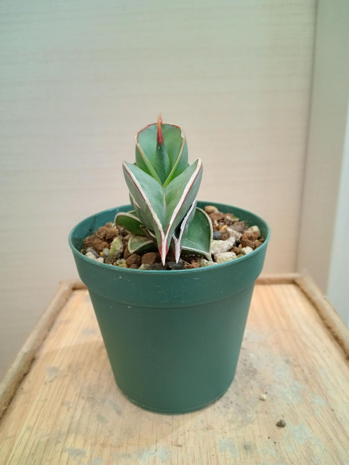 Sansevieria rorida ’Lavranos 23319’ | satakesei...