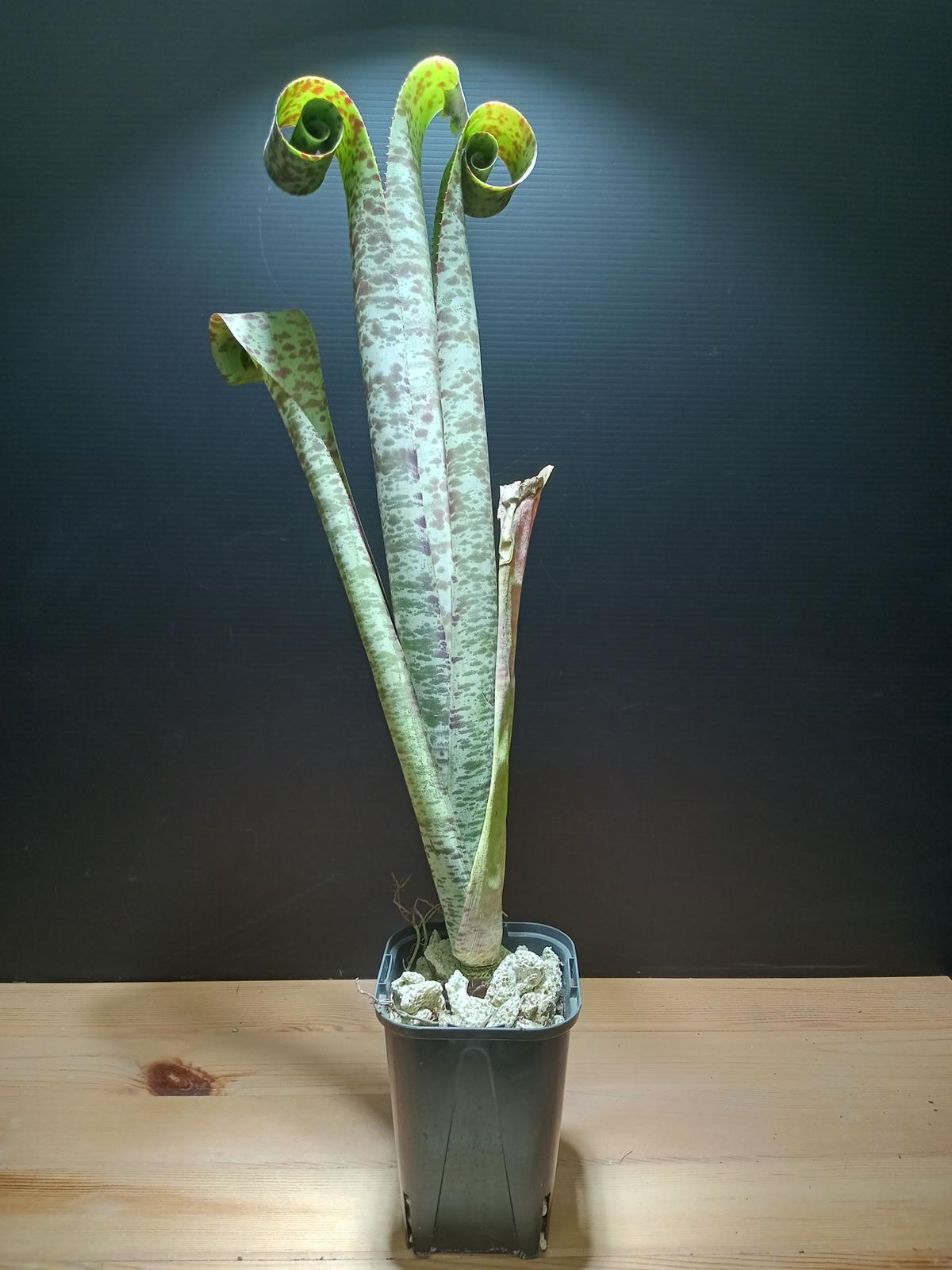 quesnelia marmorata tim plowman | satakeseikaten