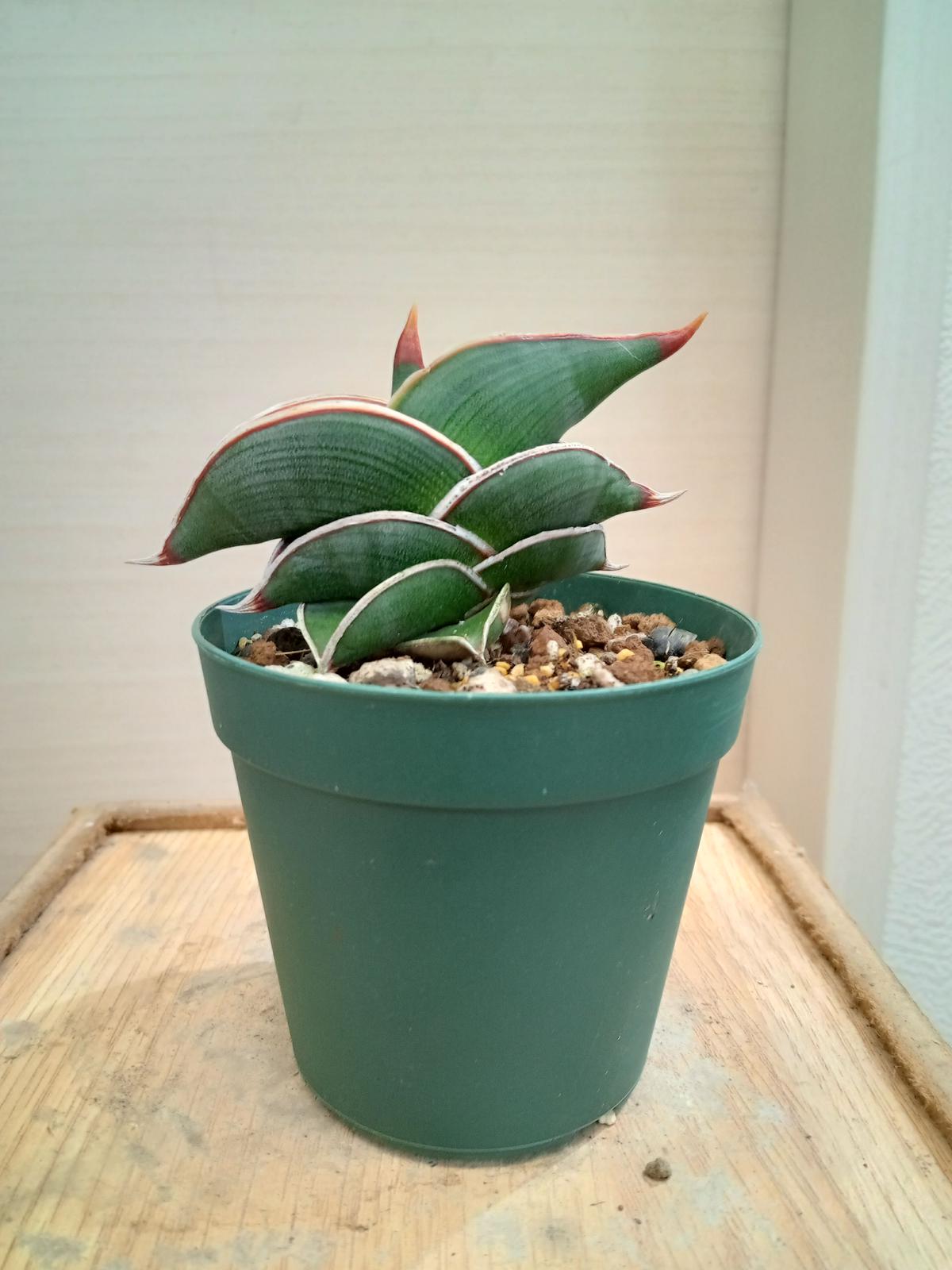 Sansevieria rorida ’Lavranos 23319’ | satakesei...