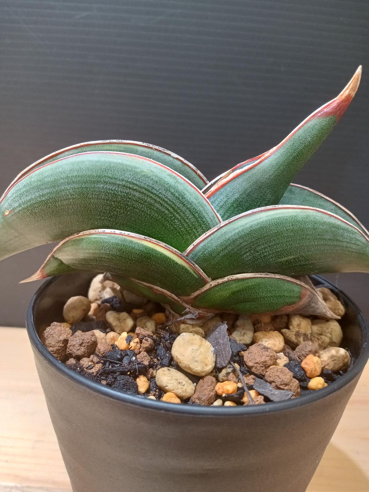 Sansevieria rorida ’Lavranos 23319’ | satakesei...