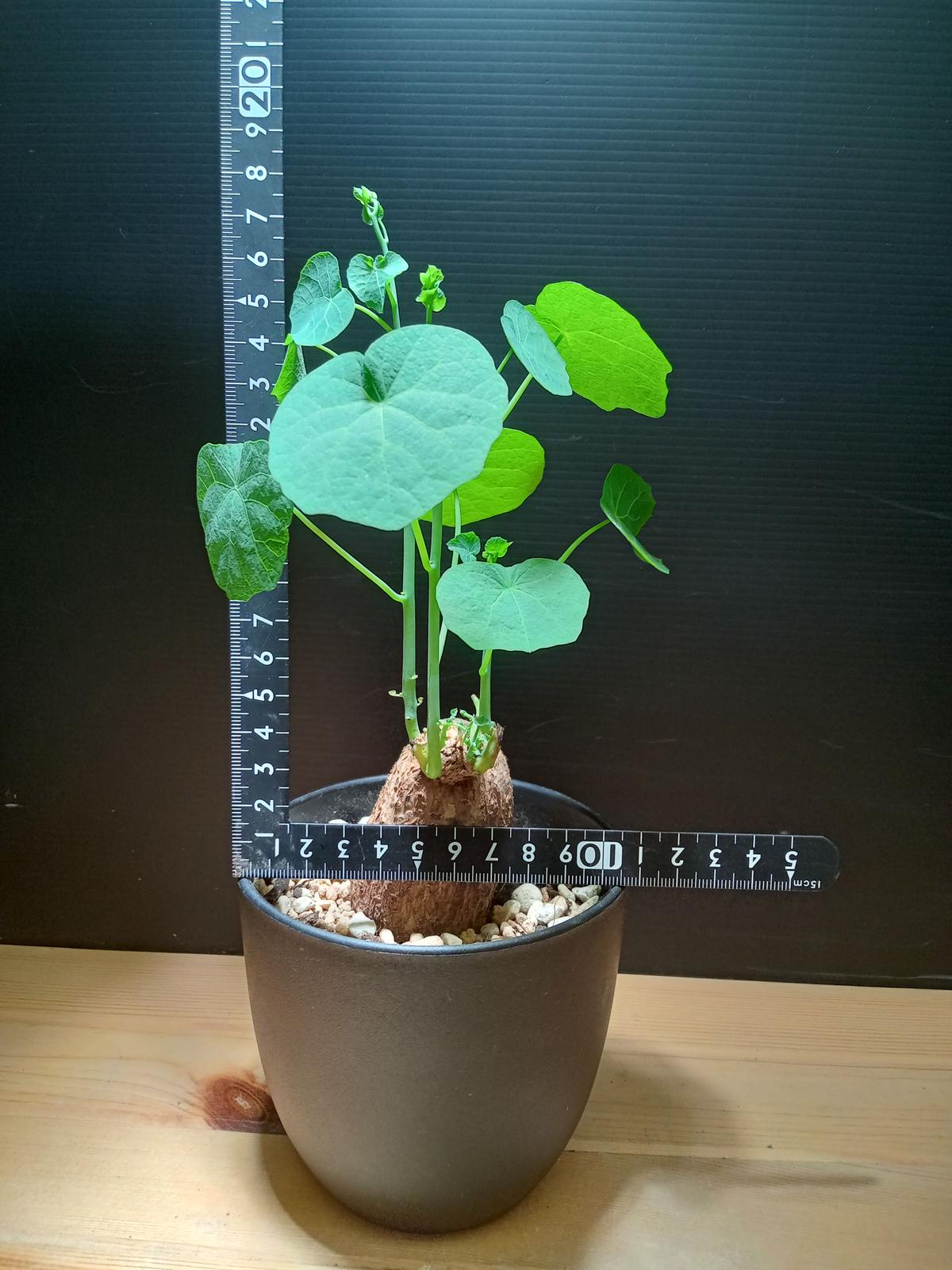 Stephania cepharantha | satakeseikaten