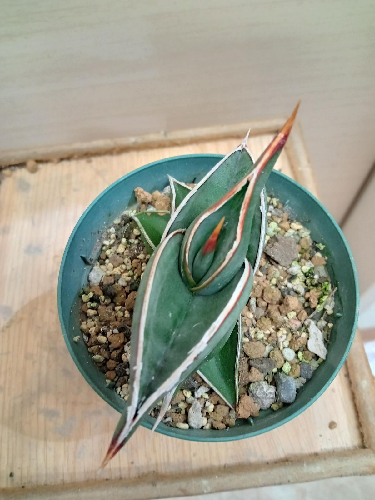 Sansevieria rorida ’Lavranos 23319’ | satakesei...