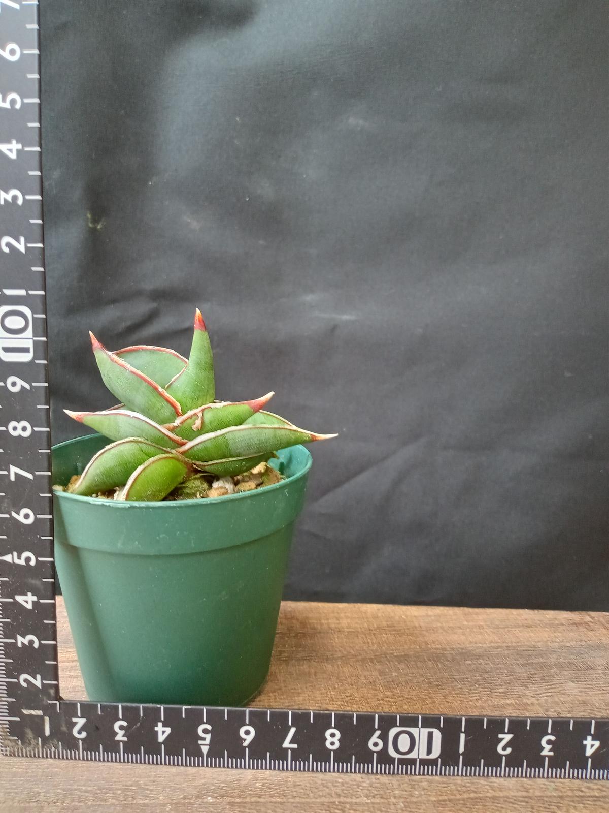 Sansevieria rorida ’Lavranos 23319’ | satakesei...