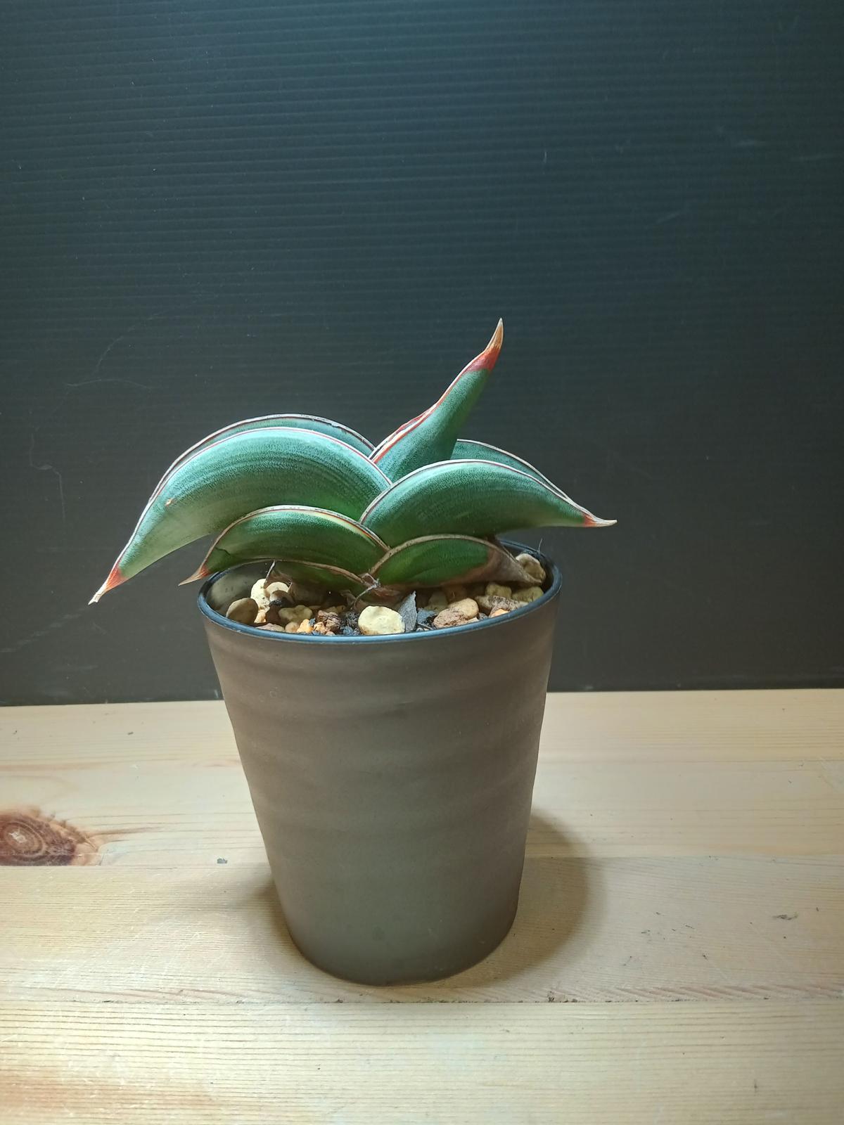 Sansevieria rorida ’Lavranos 23319’ | satakesei...