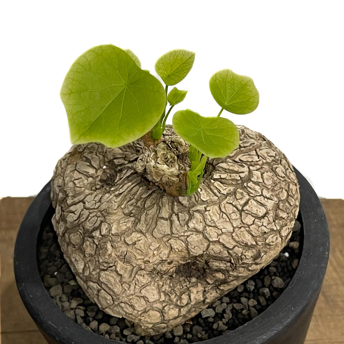 ステファニア スベローサ ”選抜個体” 「Stephania suberosa」5/9-450...