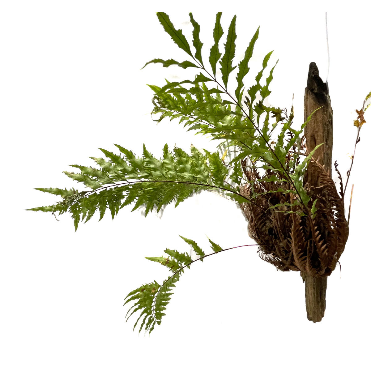 A13ドリナリア リギデュラ Drynaria rigidula ワイルド株 新葉展開中 最大70％オフ！ Drynaria