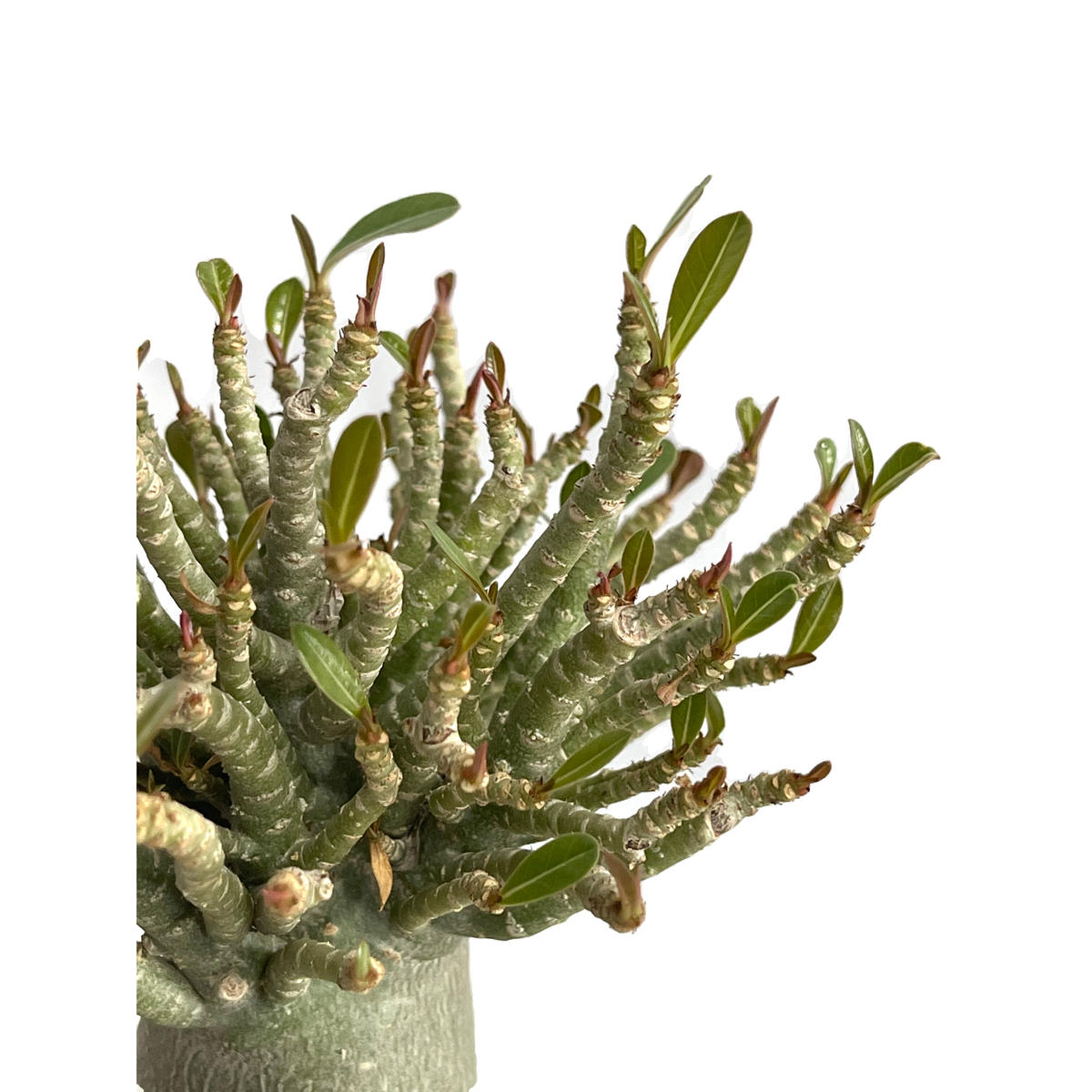 アデニウム タイ ソコトラナム(選抜個体)「Adenium Thai socotranum