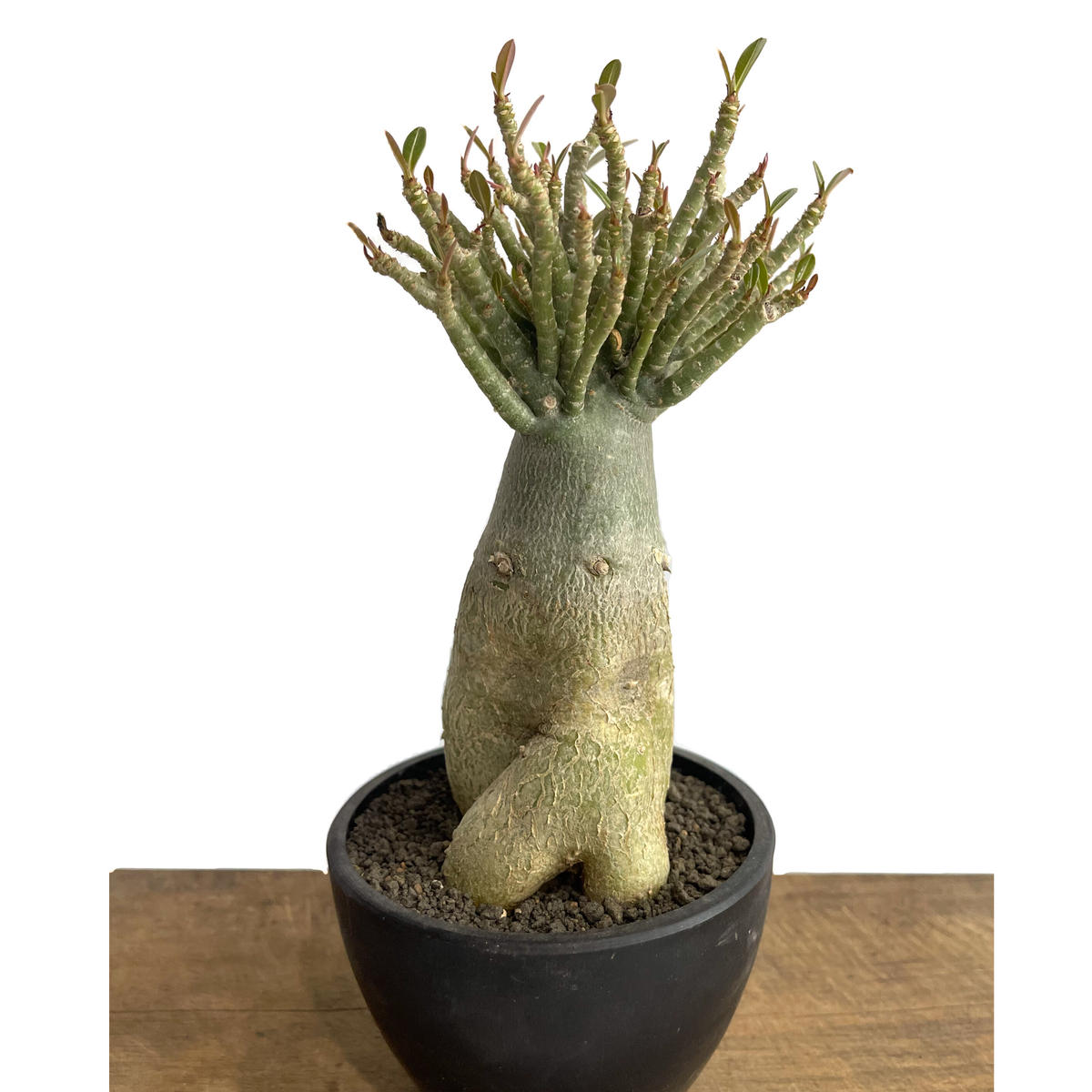 アデニウム タイ ソコトラナム(選抜個体)「Adenium Thai socotranum