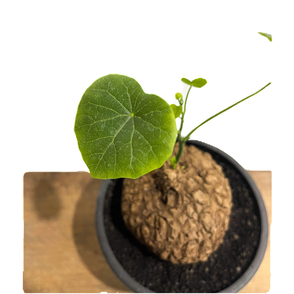 ステファニア スベローサ ”選抜個体” 「Stephania suberosa」4/3-254...