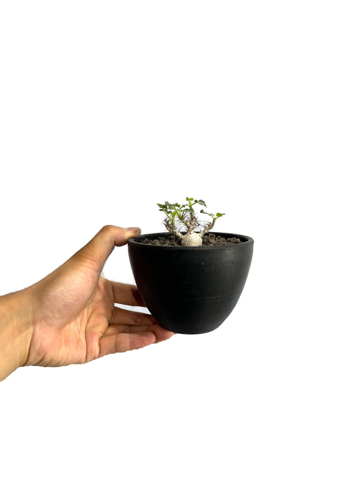 ヤトロファ マルギナータ 「 jatropha marginata」7/5 | SHOUCH...