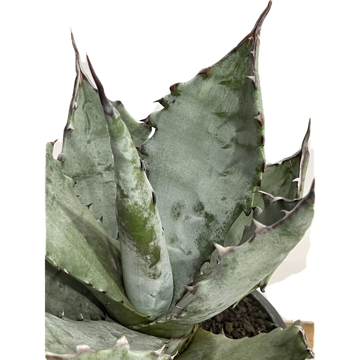 アガベ コロラータ「Agave colorata」10/13 | SHOUCHIKUEN