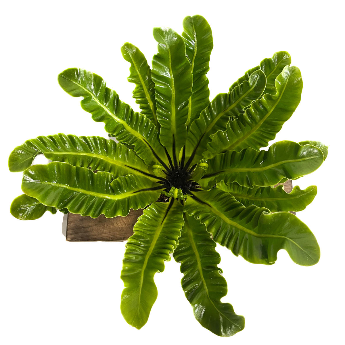 アスプレニウム コブラ ドワーフ「Asplenium cobra dwarf」6/28-875...