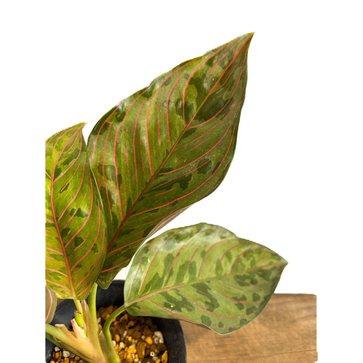 アグラオネマ レッドアーミー「Aglaonema Red Army」1/12 | SHOUCH...