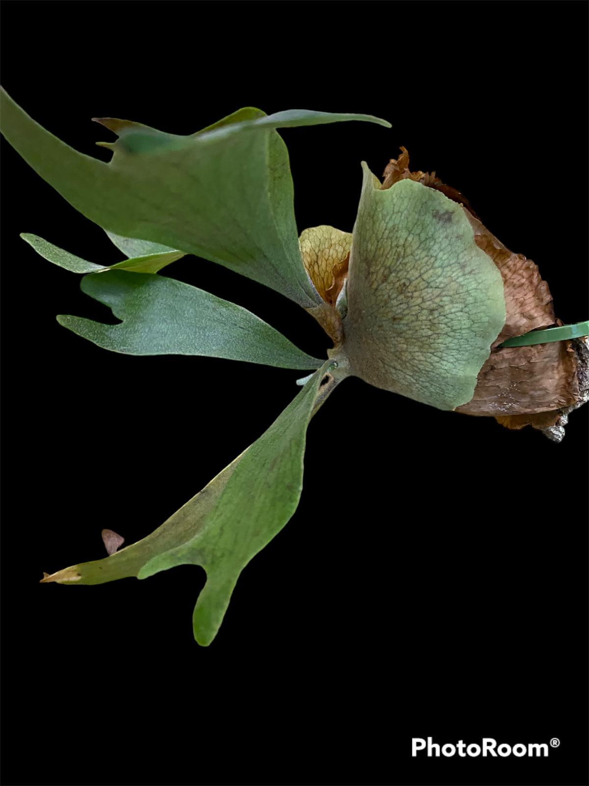 Platycerium alcicorne | to be a smile ☺︎