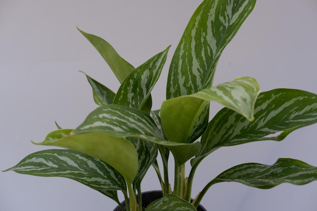 アグラオネマ ニティドゥーム カーティシー Aglaonema nitidum Curtisi...