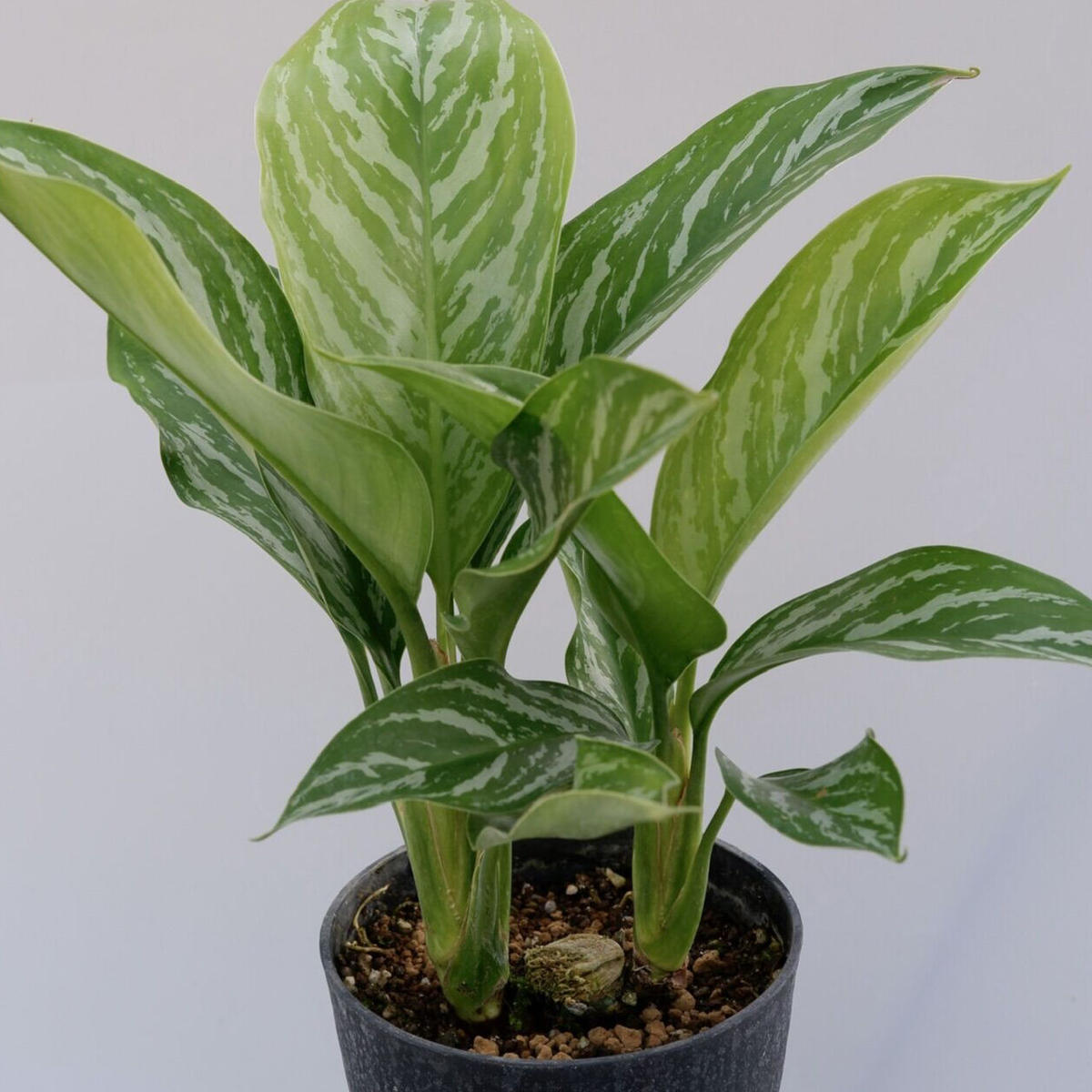 アグラオネマ ニティドゥーム カーティシー Aglaonema nitidum Curtisi...