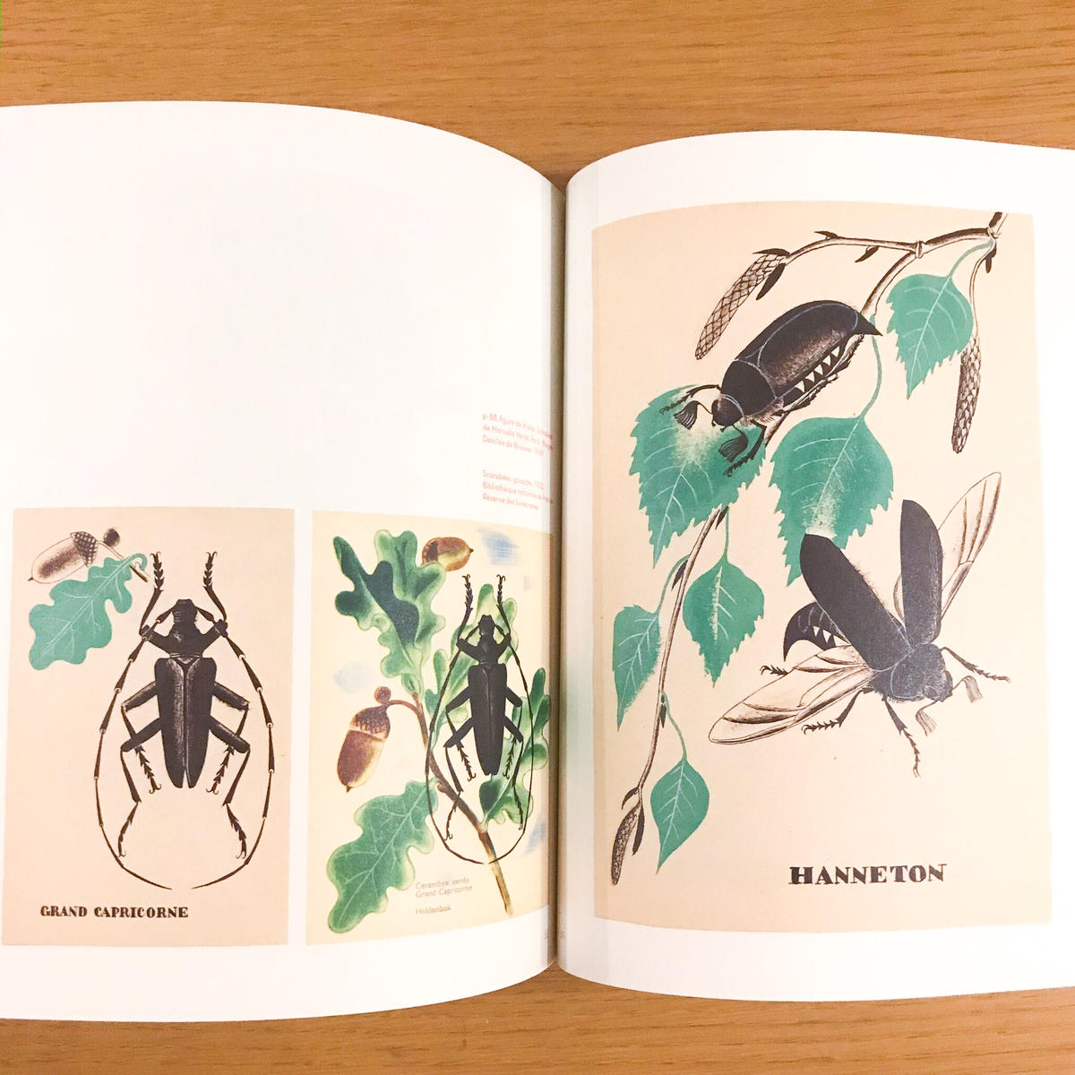 Elisabeth Ivanovsky | タバネルブックス