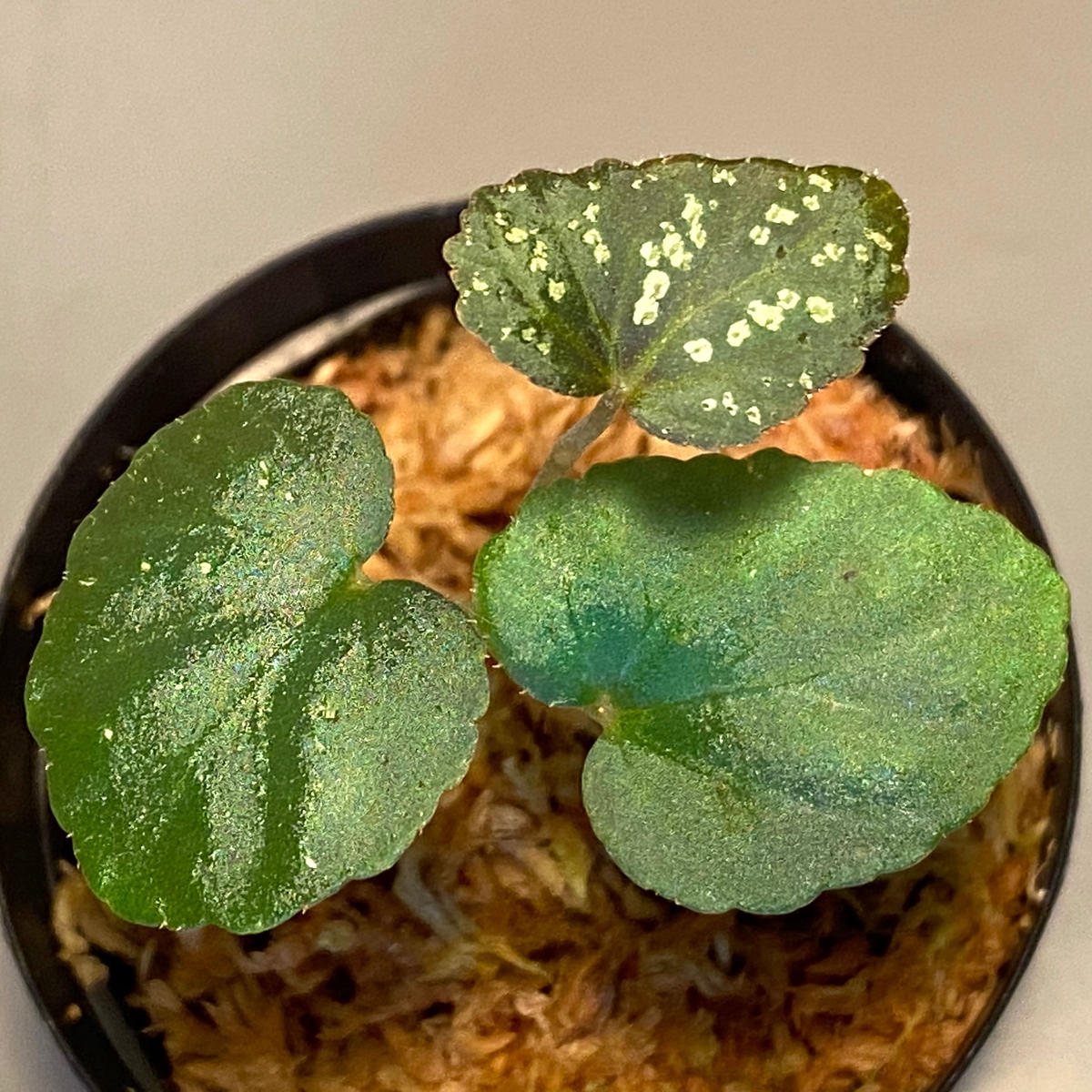 Begonia Variabilis from Dabong [TK150717] | M・R...