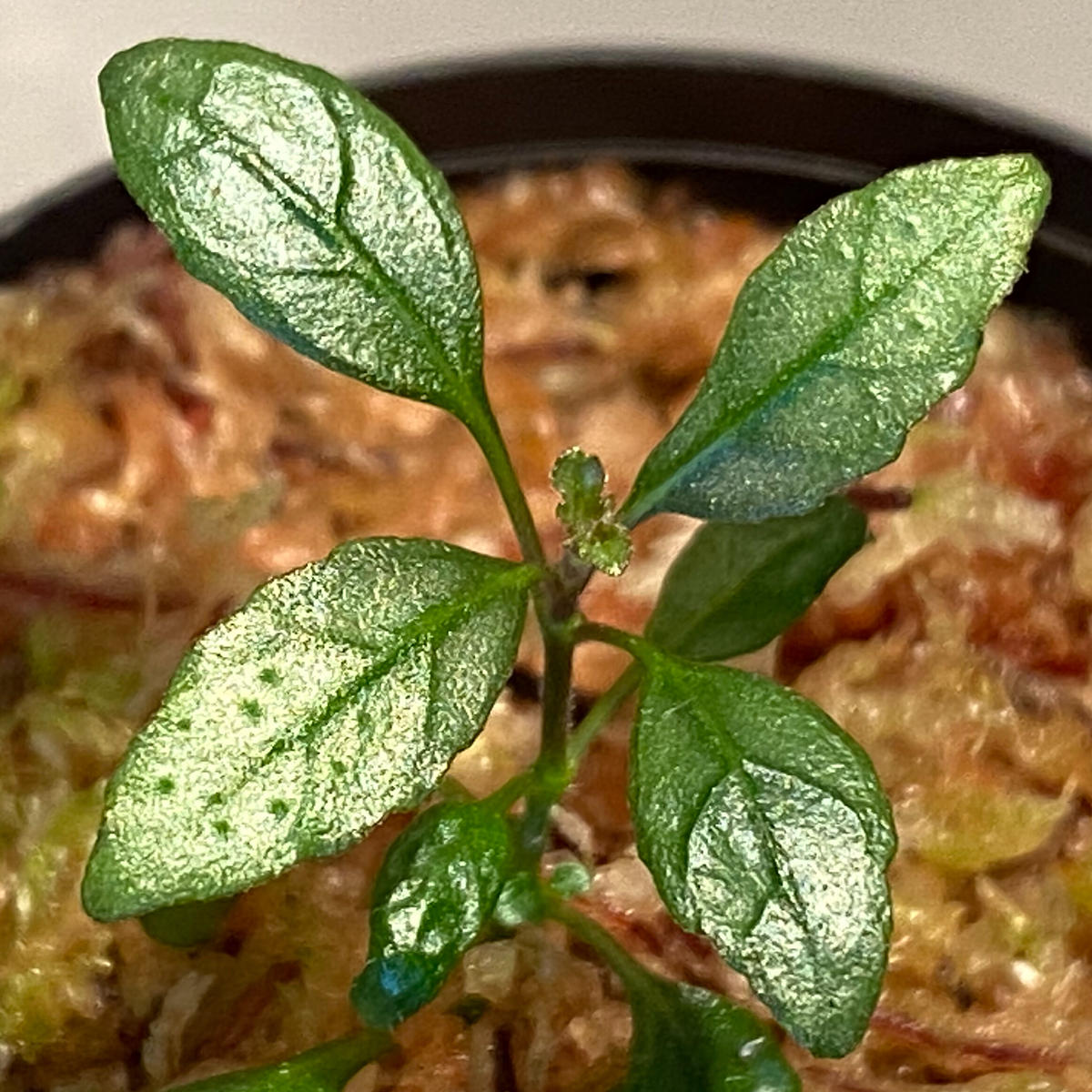 Hemigraphis sp. from Mindanao | M・R・G・R