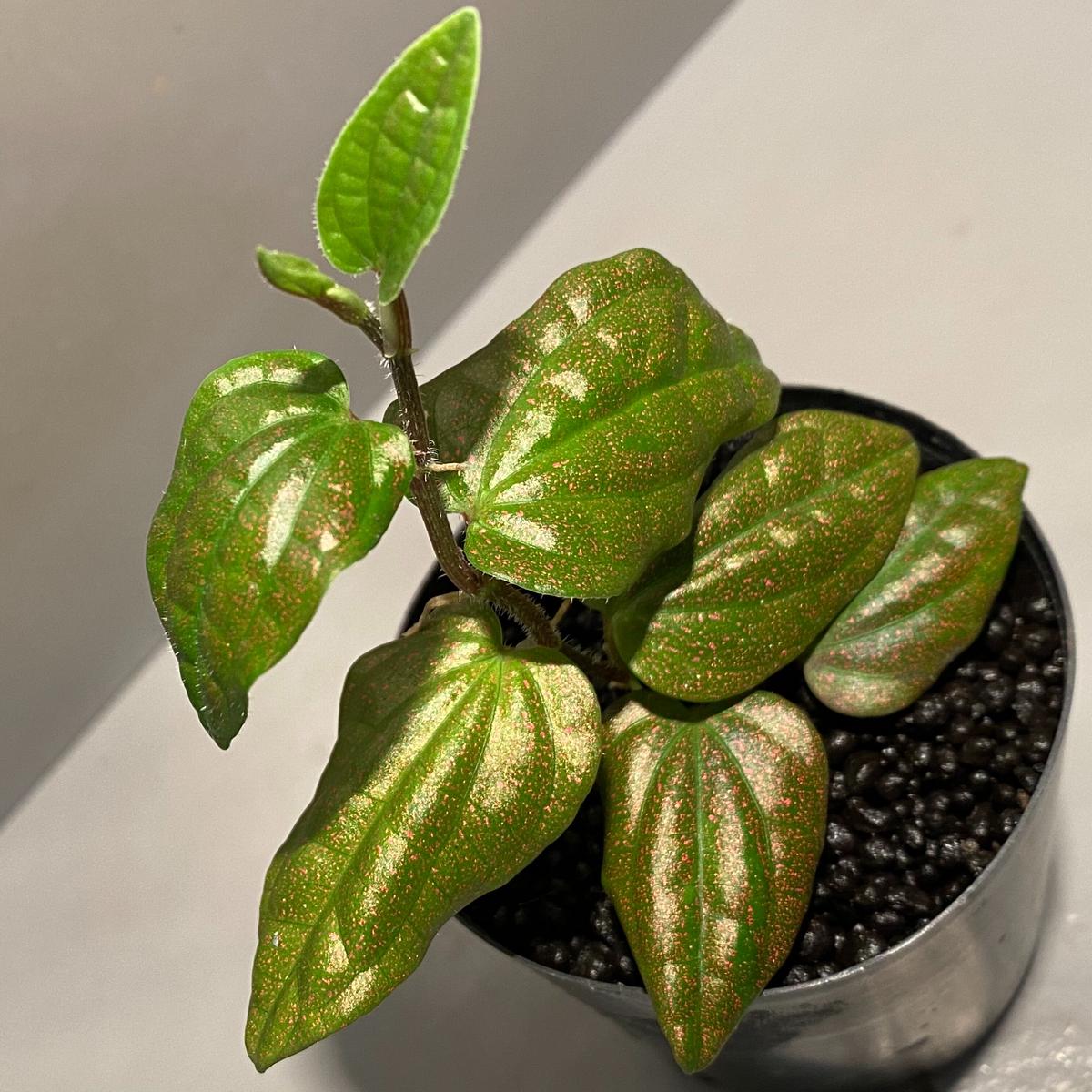 Piper sp. Miao "Arunachal Pradesh" INDIA [ID]