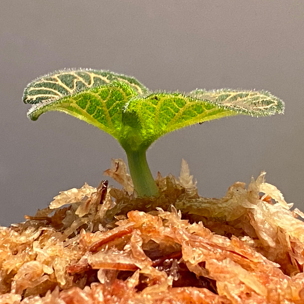 Argostemma neurocalyx from Riau sumatera [LA081...