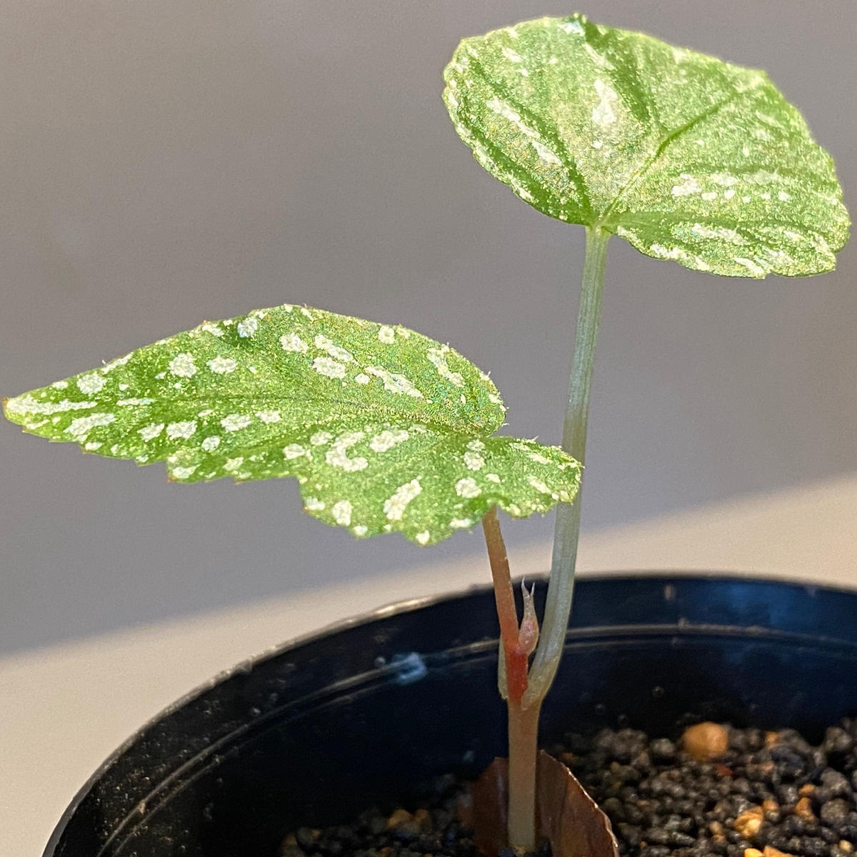 Begonia handelii var. prostrata from Viet Nam