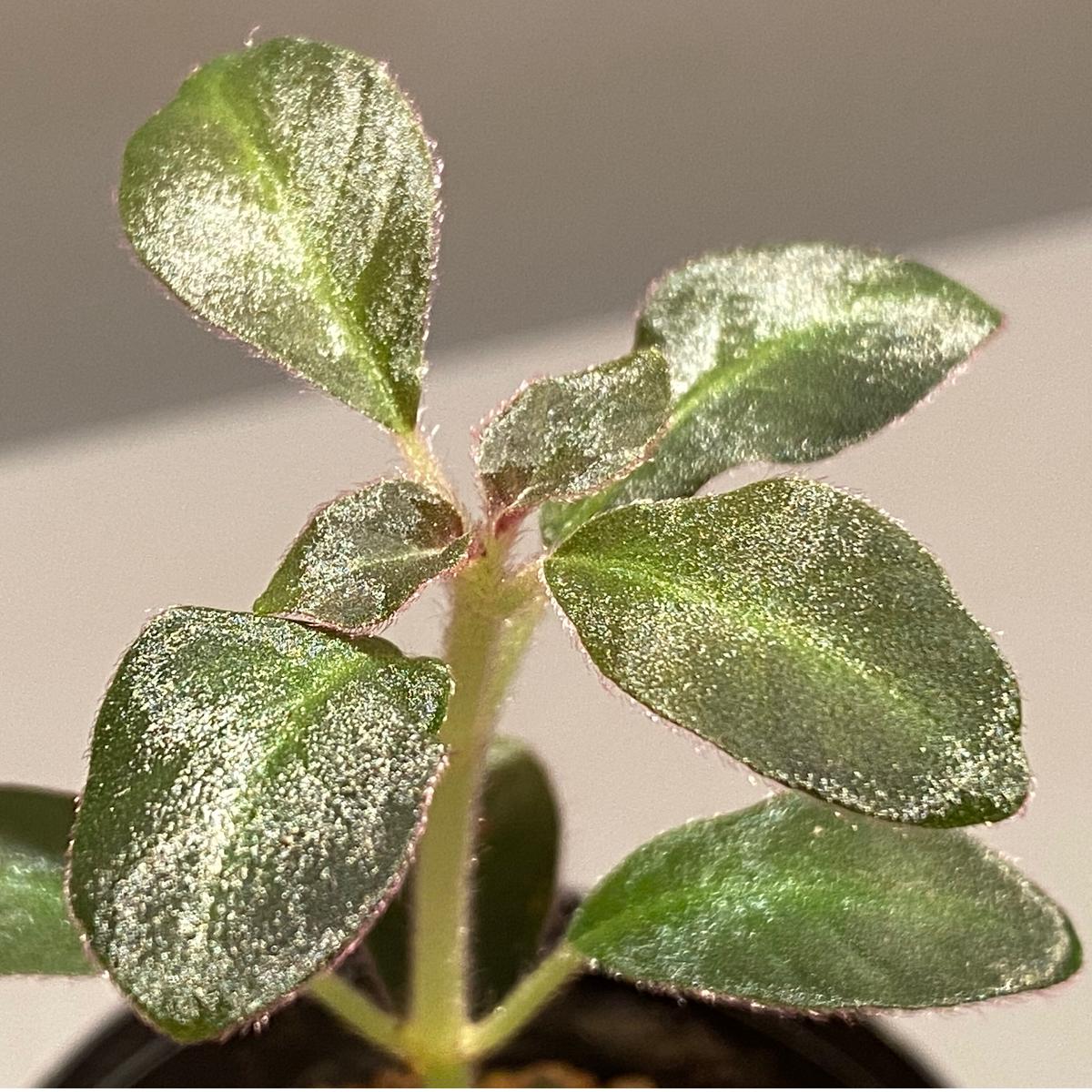 Codonoboea cf. pumila from Padang sumatera [LA1...