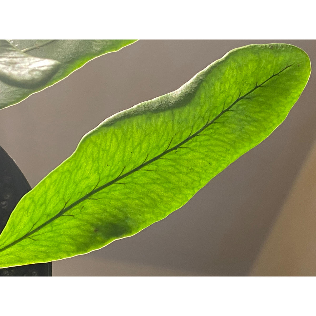 Microgramma nitida 伊藤蟻植物農園 | M・R・G・R